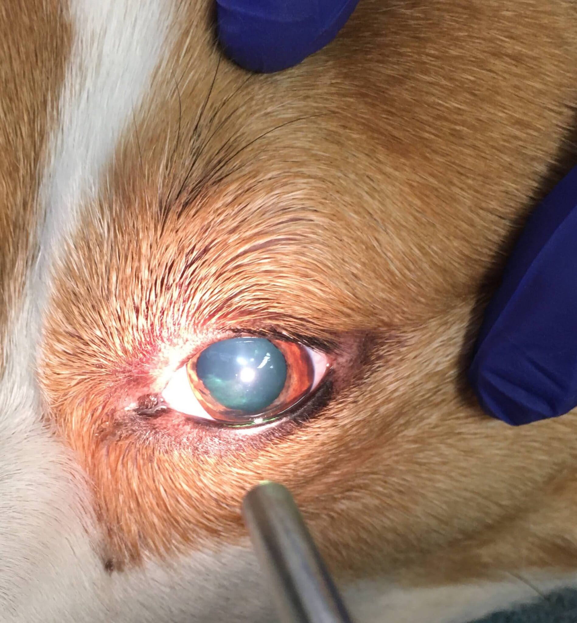 Hyperosmolar therapy in spontaneous intracerebral hemorrhage - VETEMCRIT