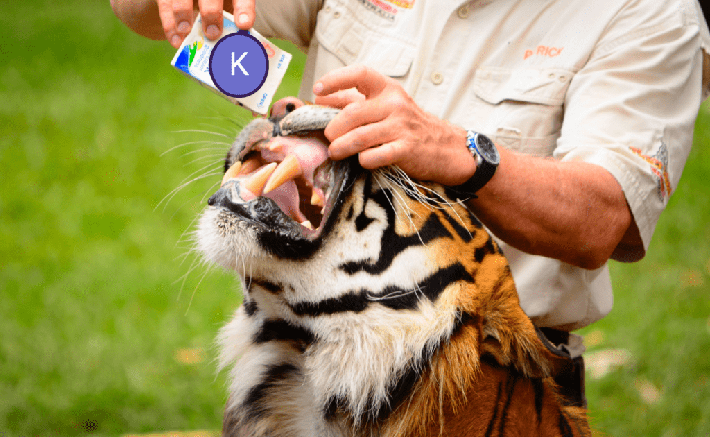 Hypokalemia Diagnosis in Dogs and Cats - Treatment Guide