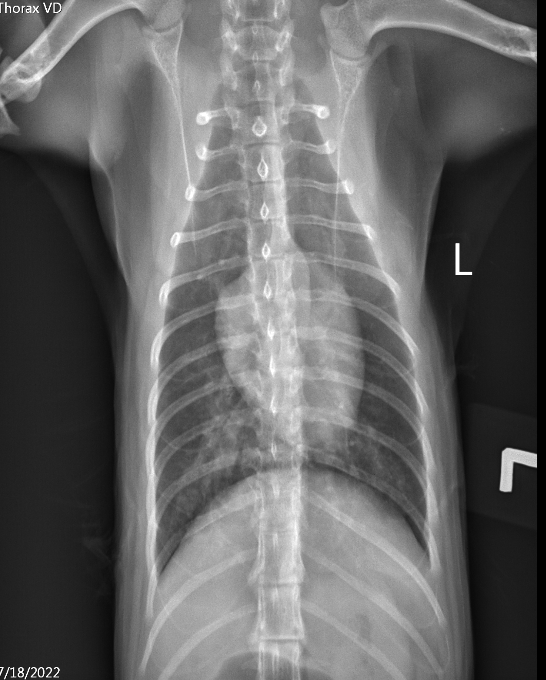 Do All Cats with "HCM" have HCM? - VETEMCRIT