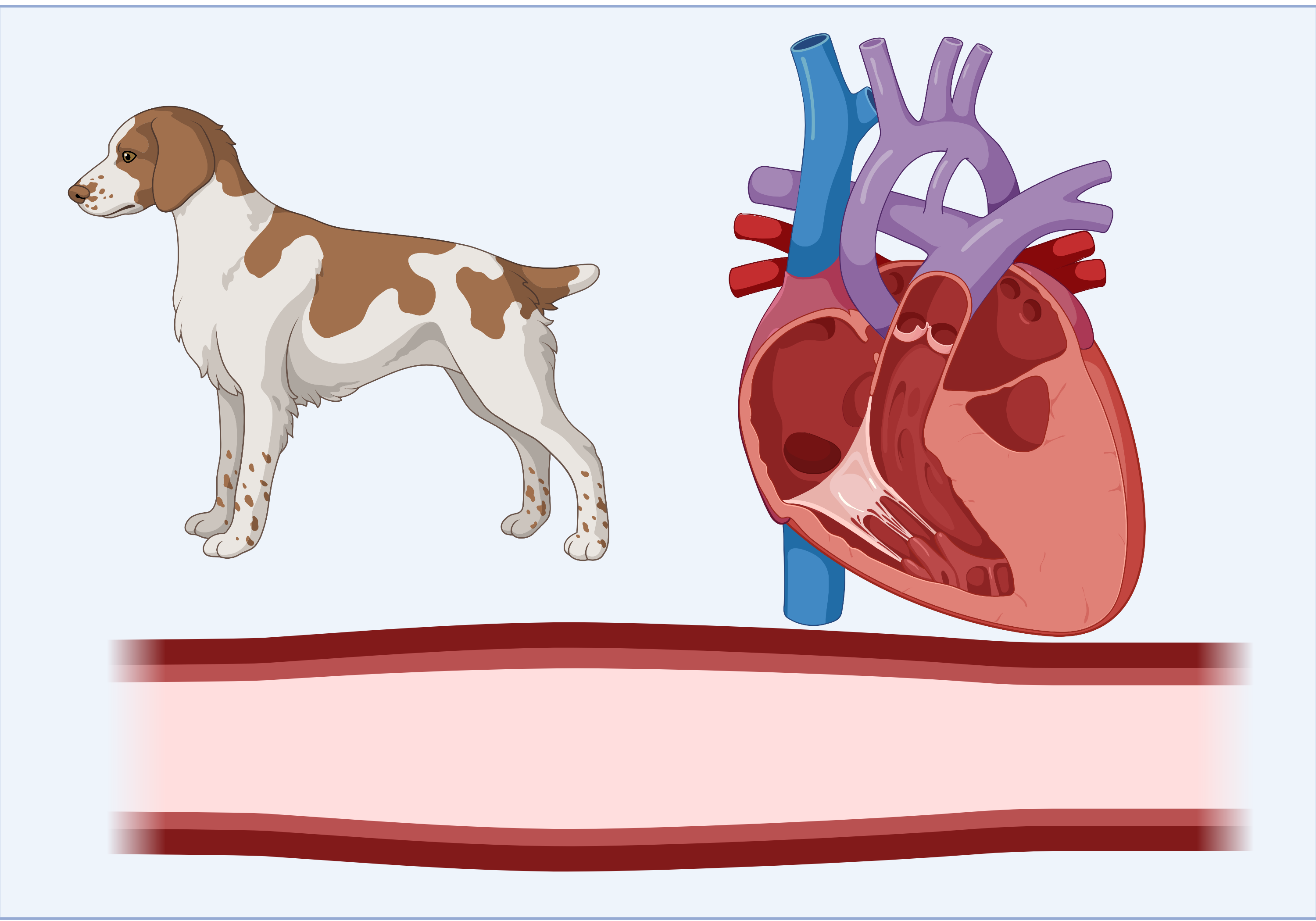 Point-Of-Care Ultrasound (POCUS) Library – VETEMCRIT