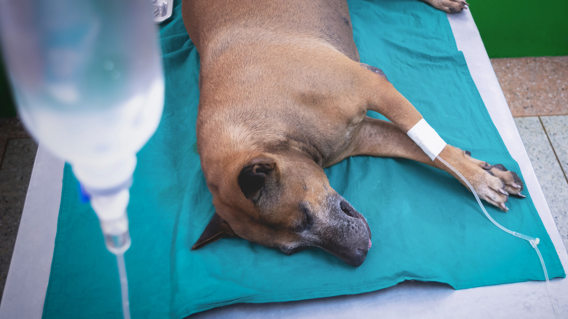 Intravenous Fluid Therapy Dogs
