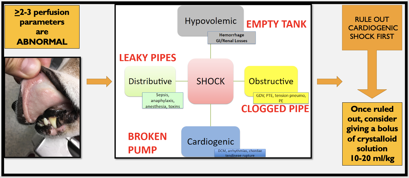 How to teach veterinary students to diagnose shock? - VETEMCRIT