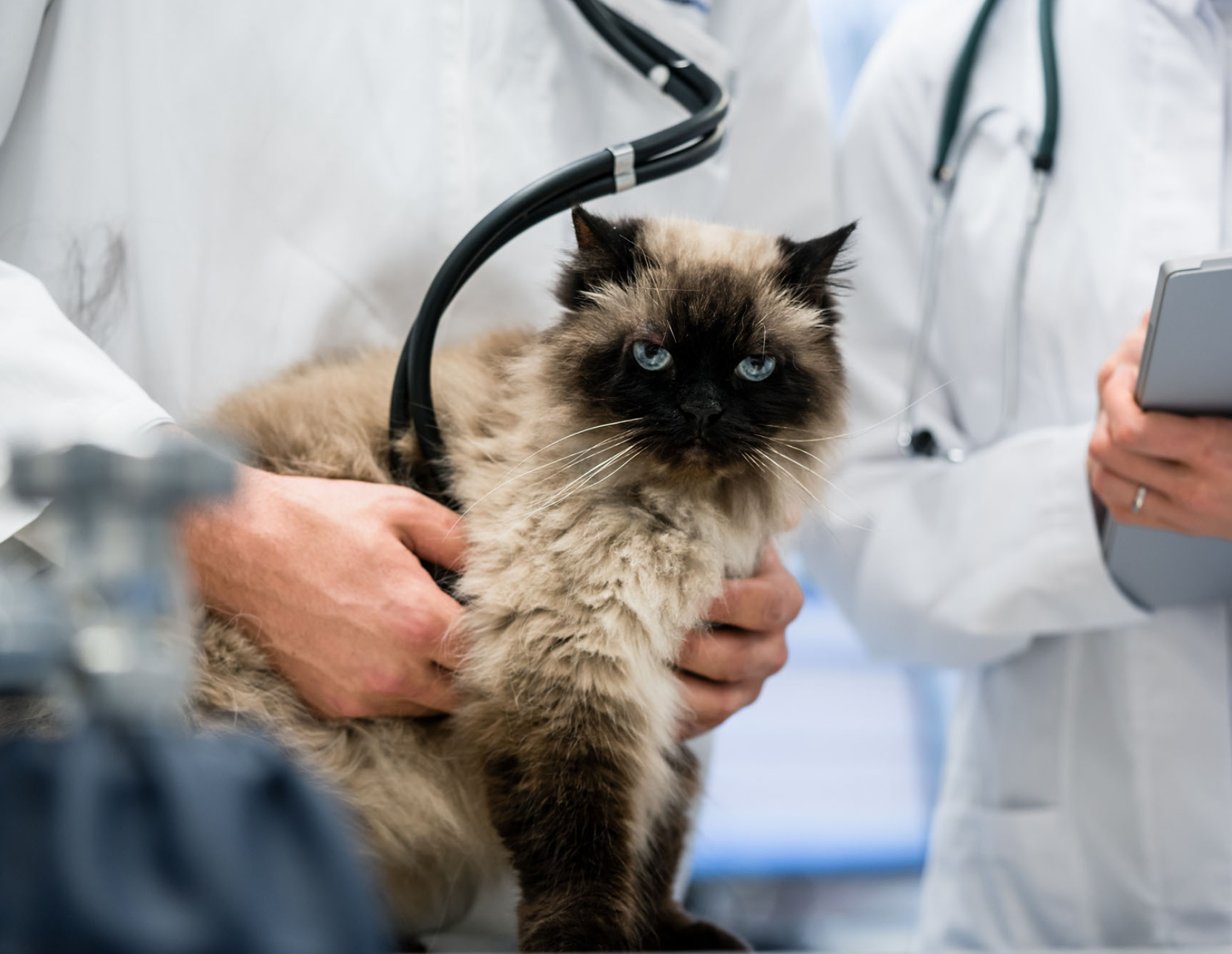 Breathing Patterns: All Eyes On That Chest - VETEMCRIT