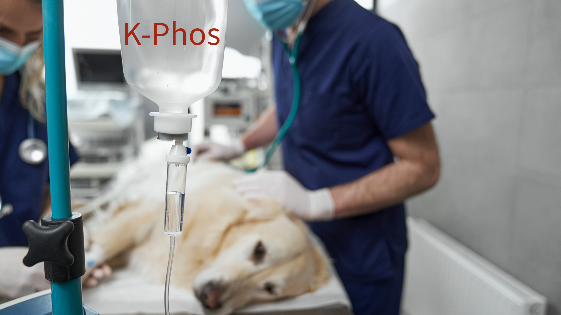 Intravenous phosphate supplementation in dogs and cats - VETEMCRIT