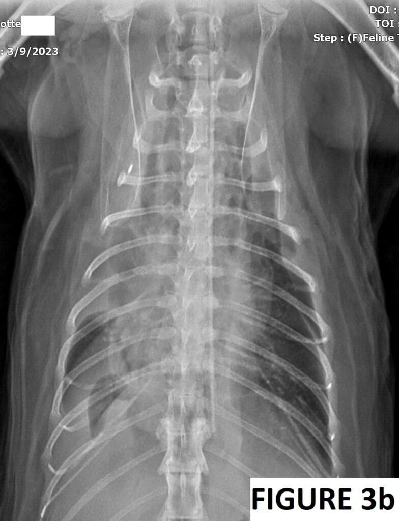 Understanding Esophageal Tube Placement in Cats