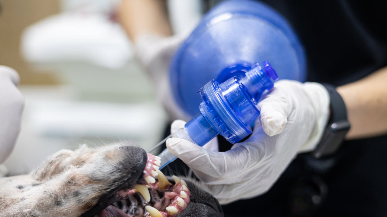 Venous blood gas during CPR in dogs and cats