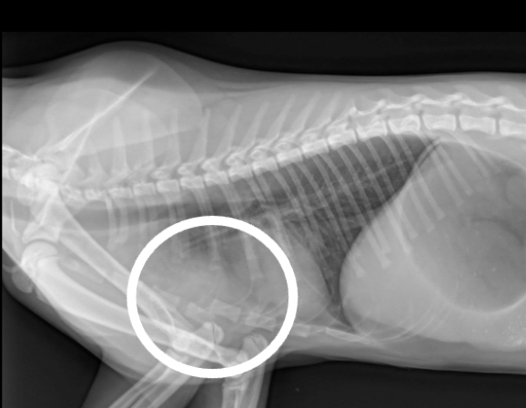 Traumatic Brain Injury in a Cat: 2 Important Complications